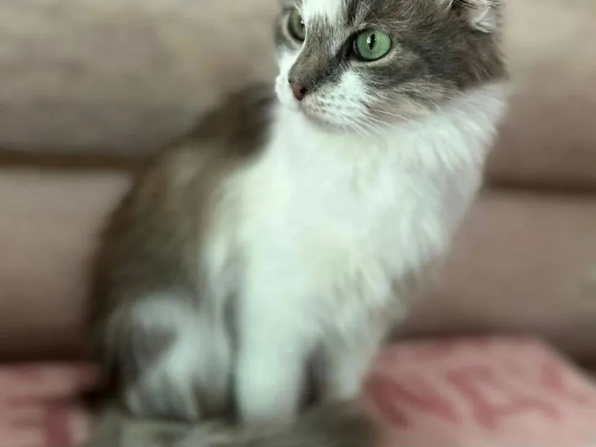 Шотландская вислоухая кошка