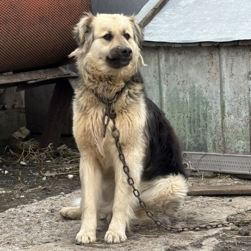 Восточноевропейская овчарка, взрослый пёс