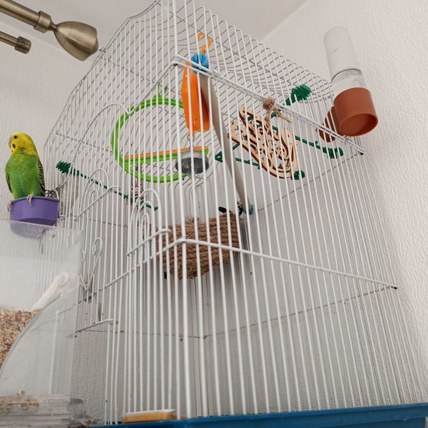 Волнистый попугай девочка