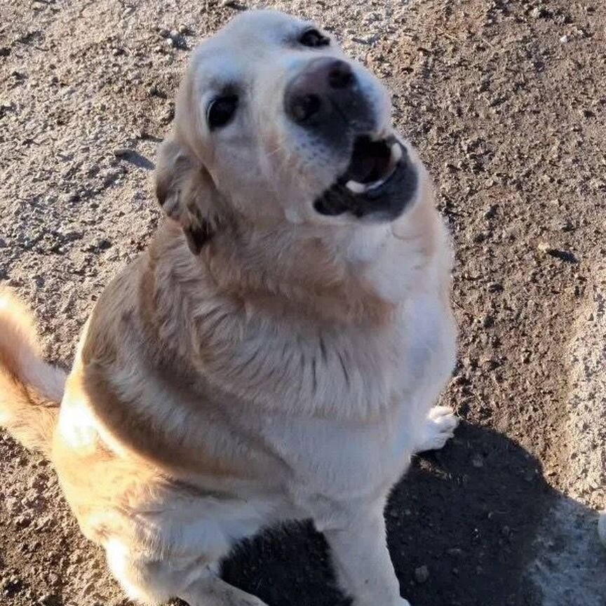 Взрослый пёс в добрые руки