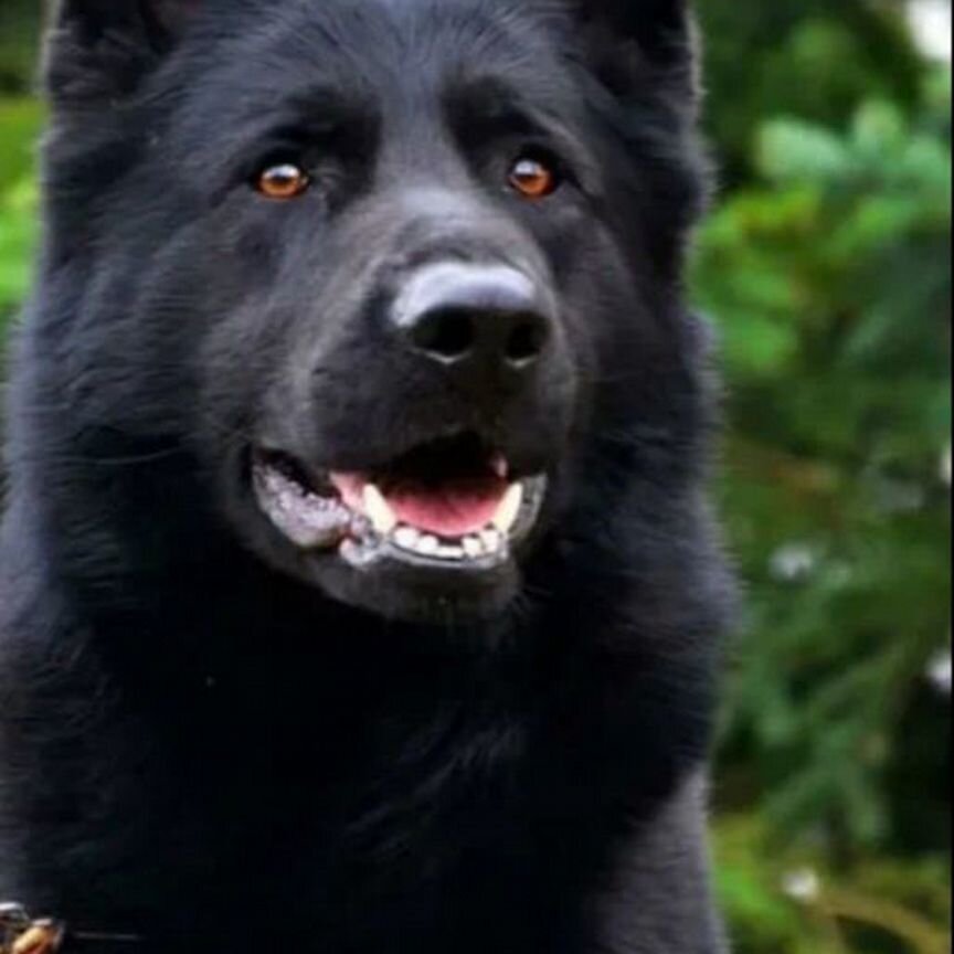 Чёрные Немцы