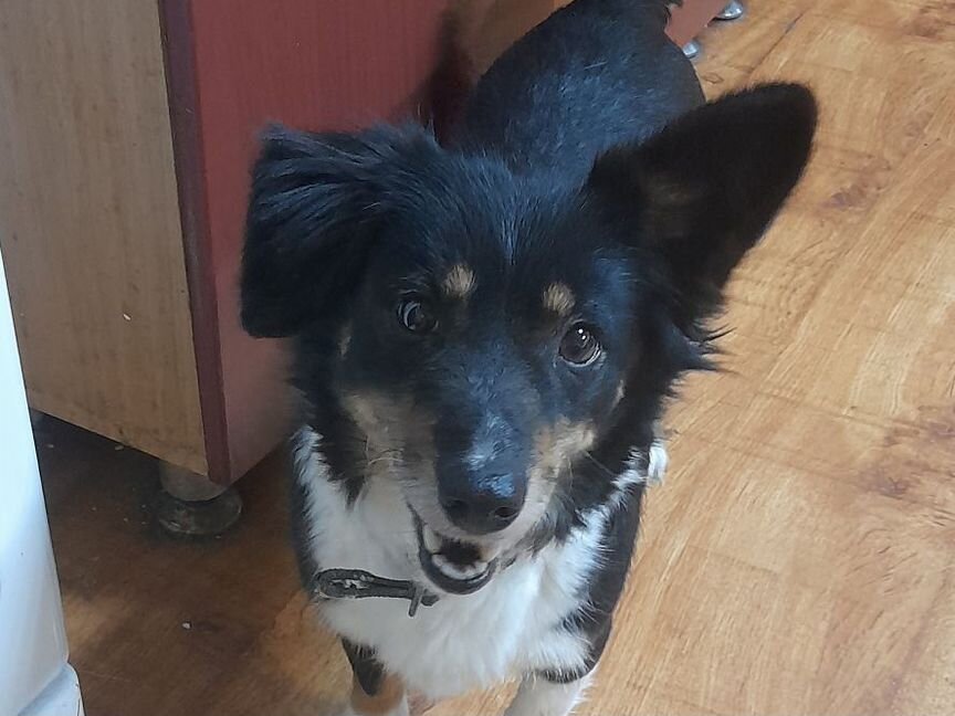 Ляля ищет дом