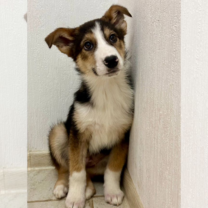 Щенок в добрые руки