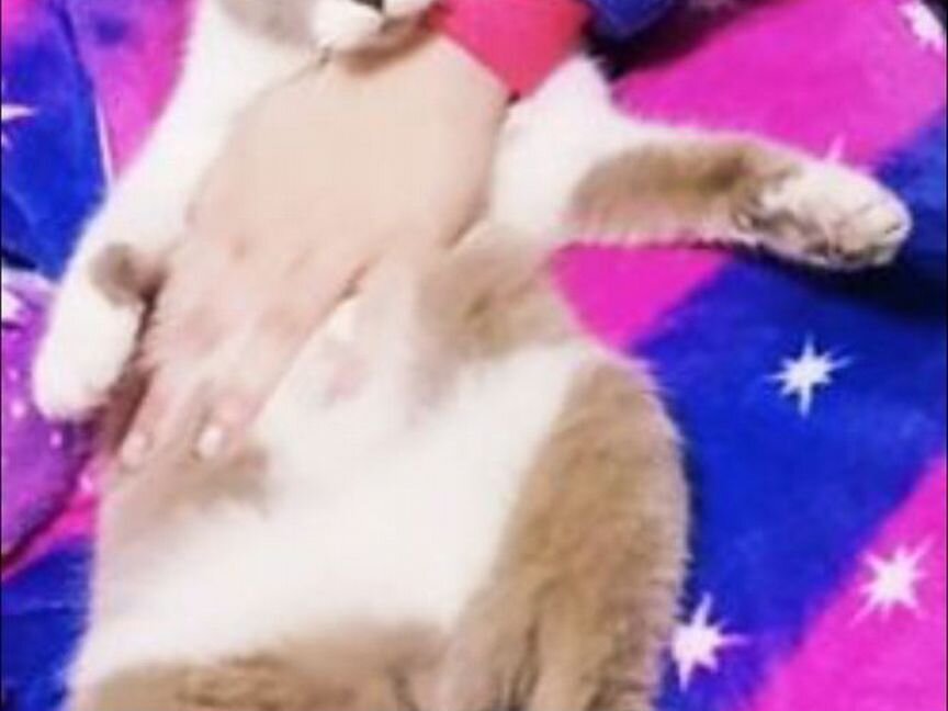 Кошка Шотландская вислоухая