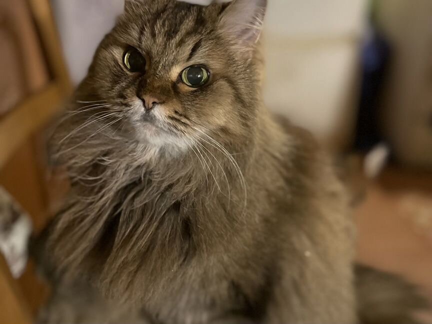 Отдам в семью, в добрые руки кошек-возраст 9 лет