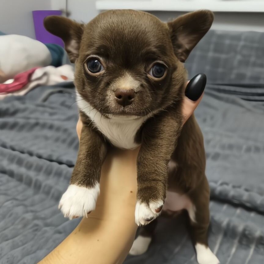 Чихуахуа, щенок