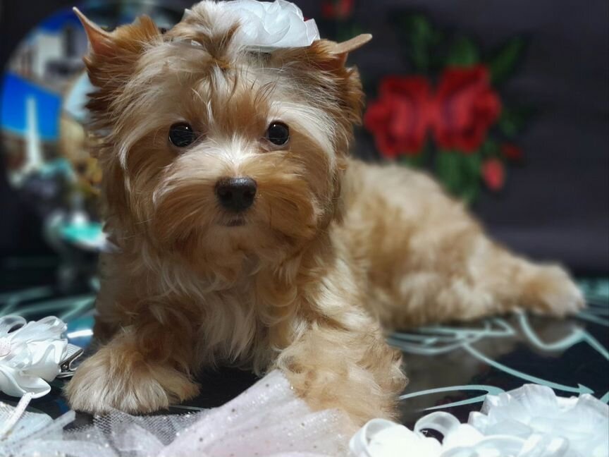 Девочка Голддаст