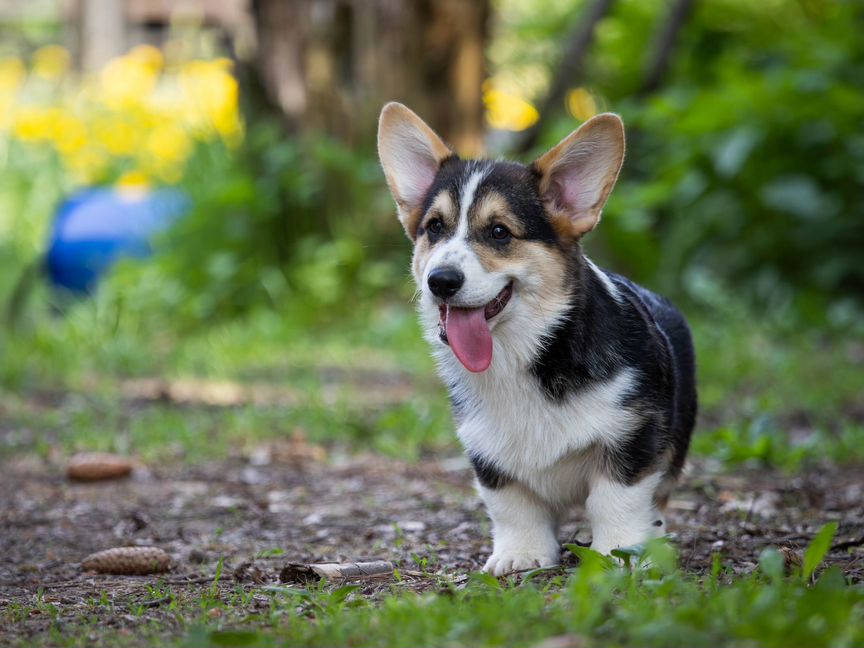 Вельш корги пемброк, кобель