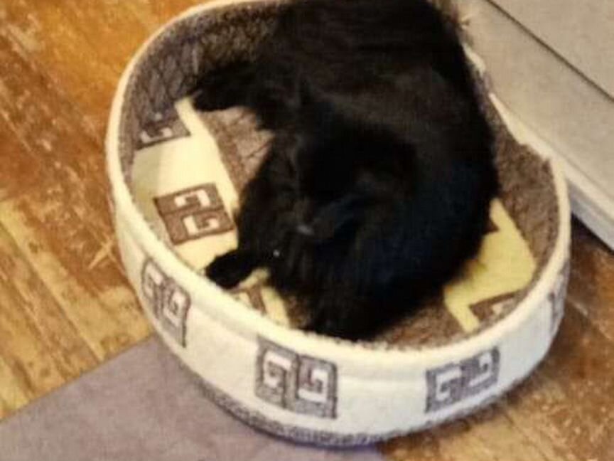 Вязка кобеля померанец-немец шпица