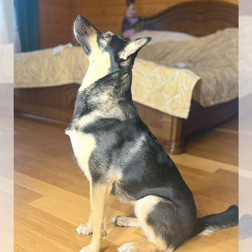 Щенок в добрые руки