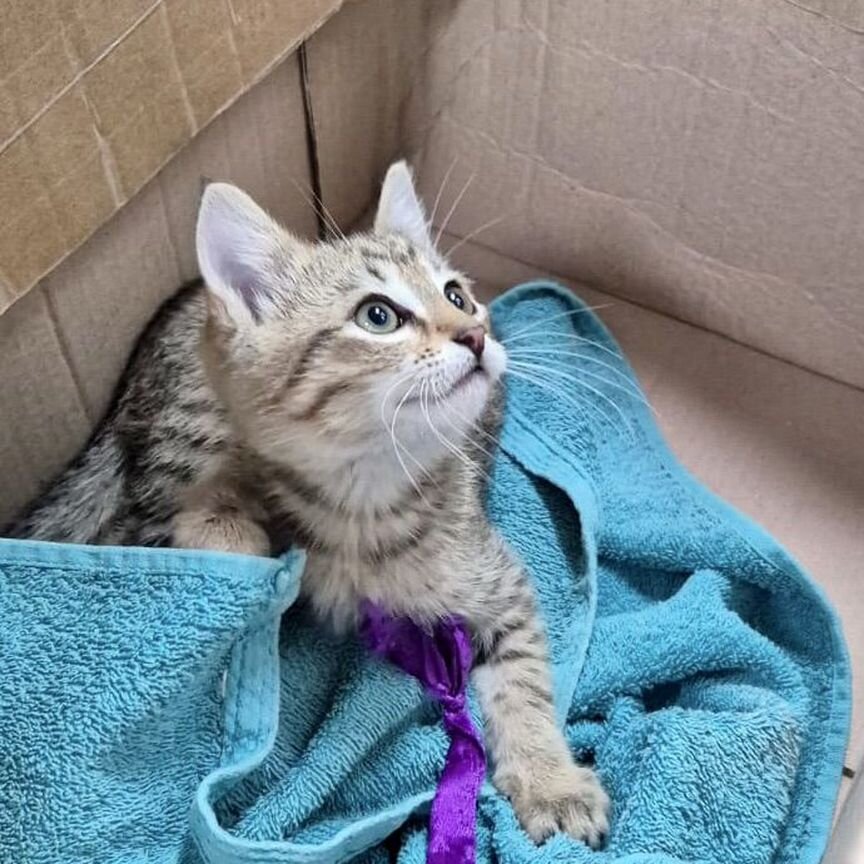 Котенок девочка в добрые руки