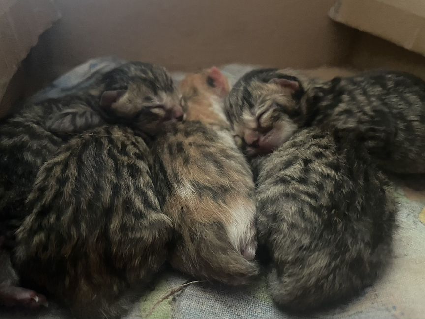 Котята в добрые руки