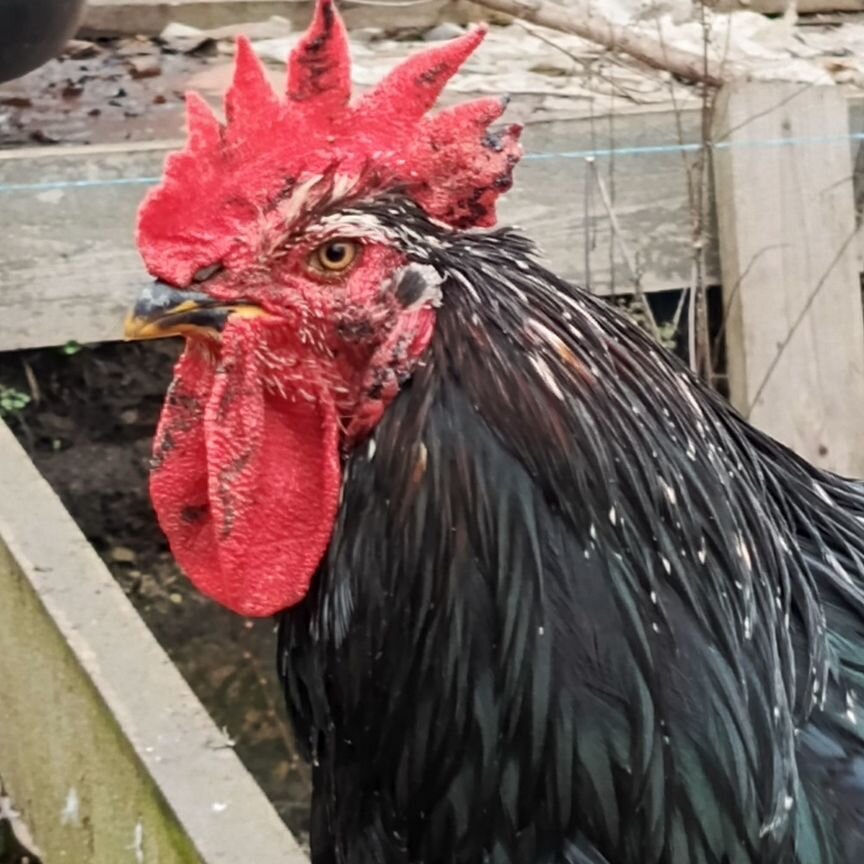 Куры петухи