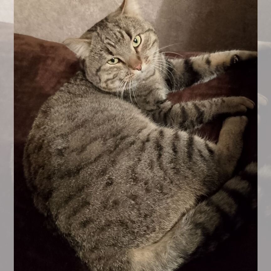 Взрослая кошка в добрые руки