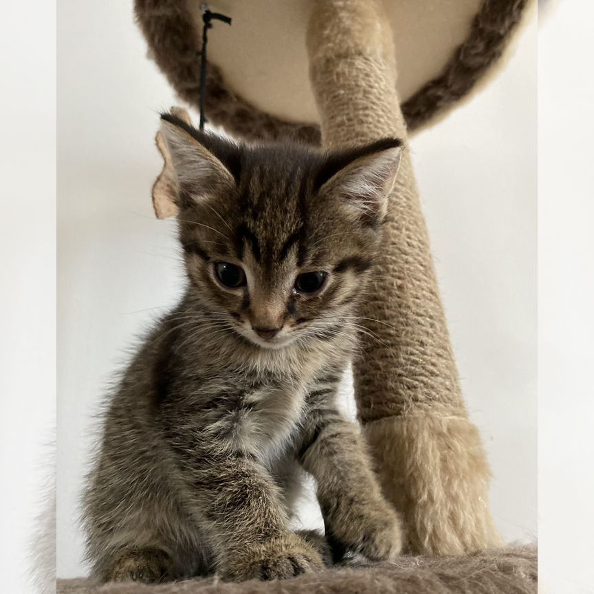 Отдам котят