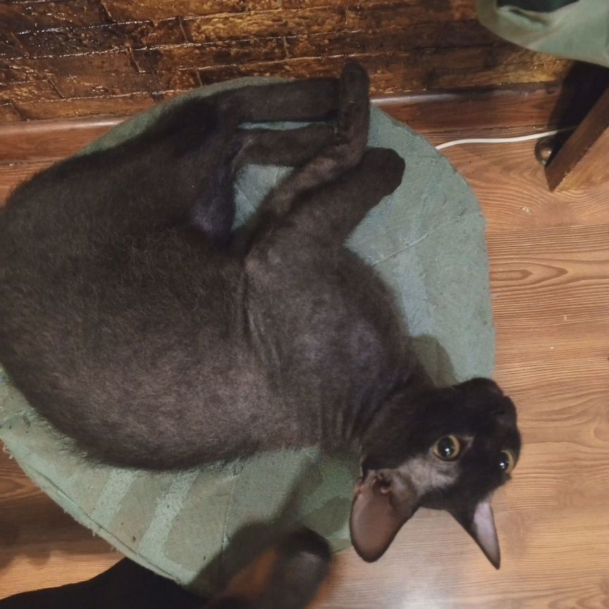 Ищем невесту