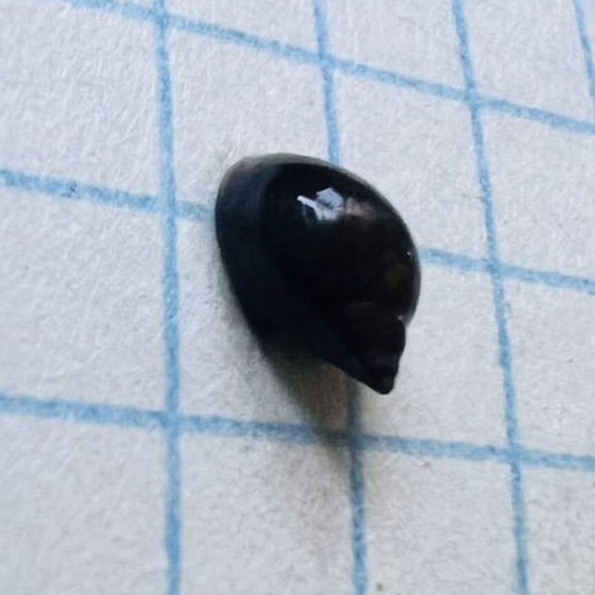 Улитка физа и катушка