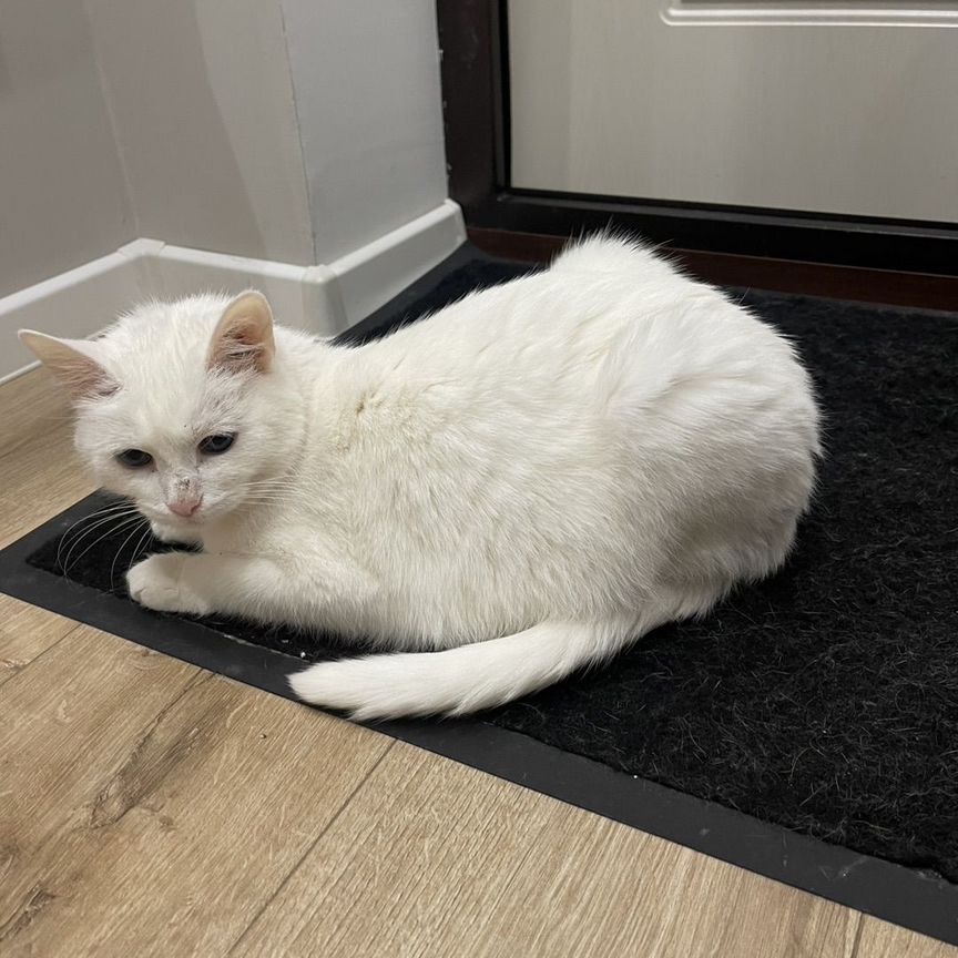 Кошечка 10 лет отдам в добрые руки