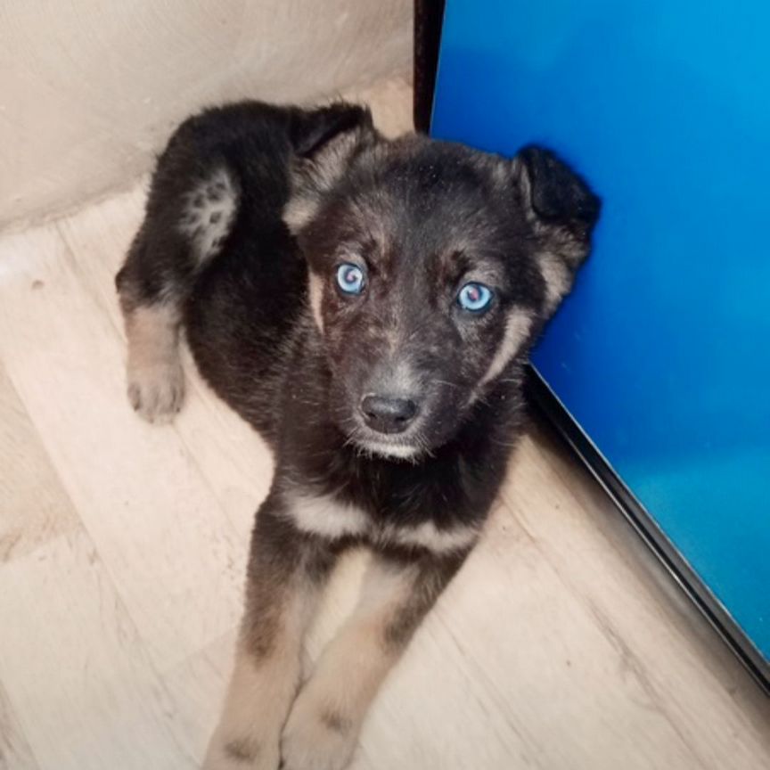 Щенок с голубыми глазами