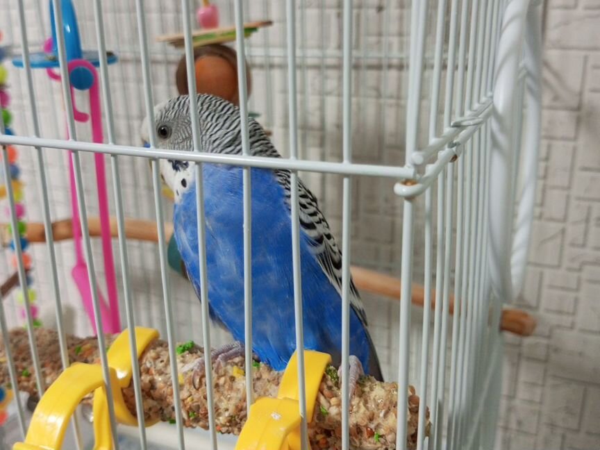 Волнистый попугай