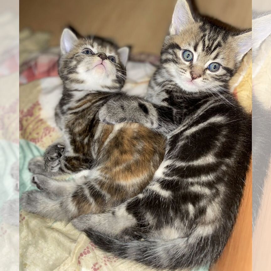 Шотландские котята