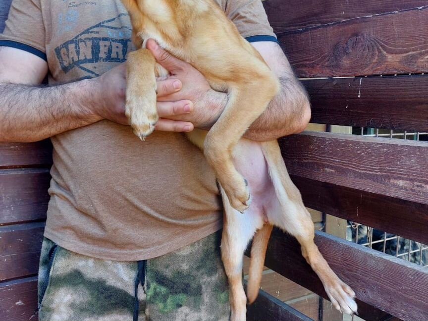 Щенок риджбека бесплатно в добрые руки