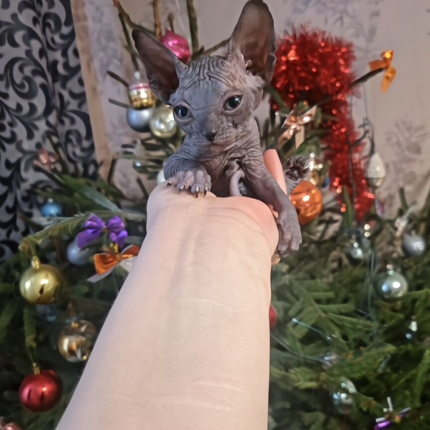 Канадский сфинкс котёнок