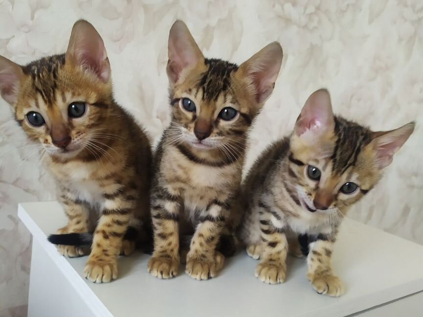 Бенгальские котята
