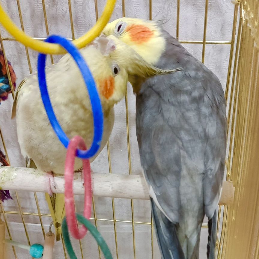 Парочка попугаев корелл