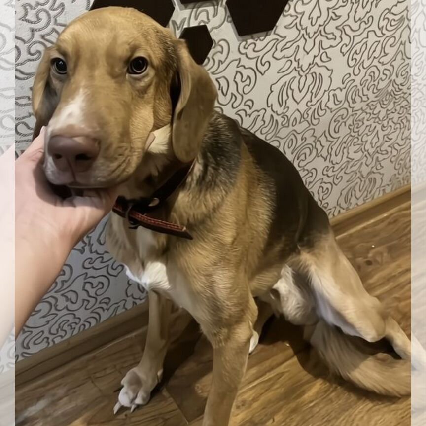 Взрослый пёс в добрые руки