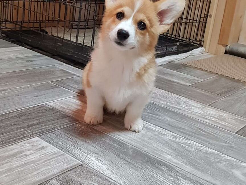 Малыши коржики