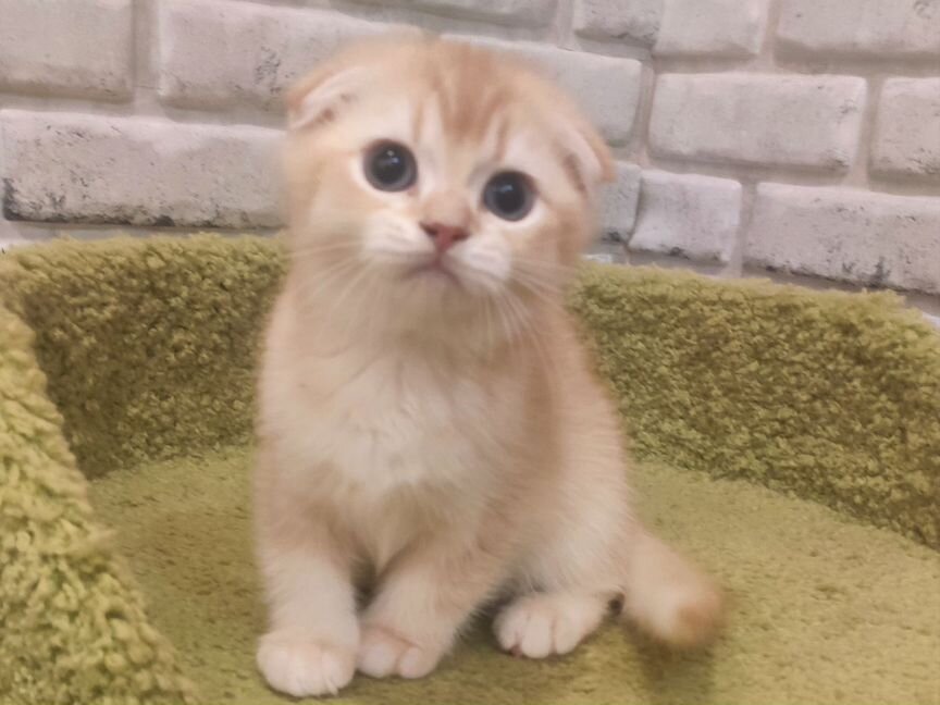 Шотландские вислоухие котята