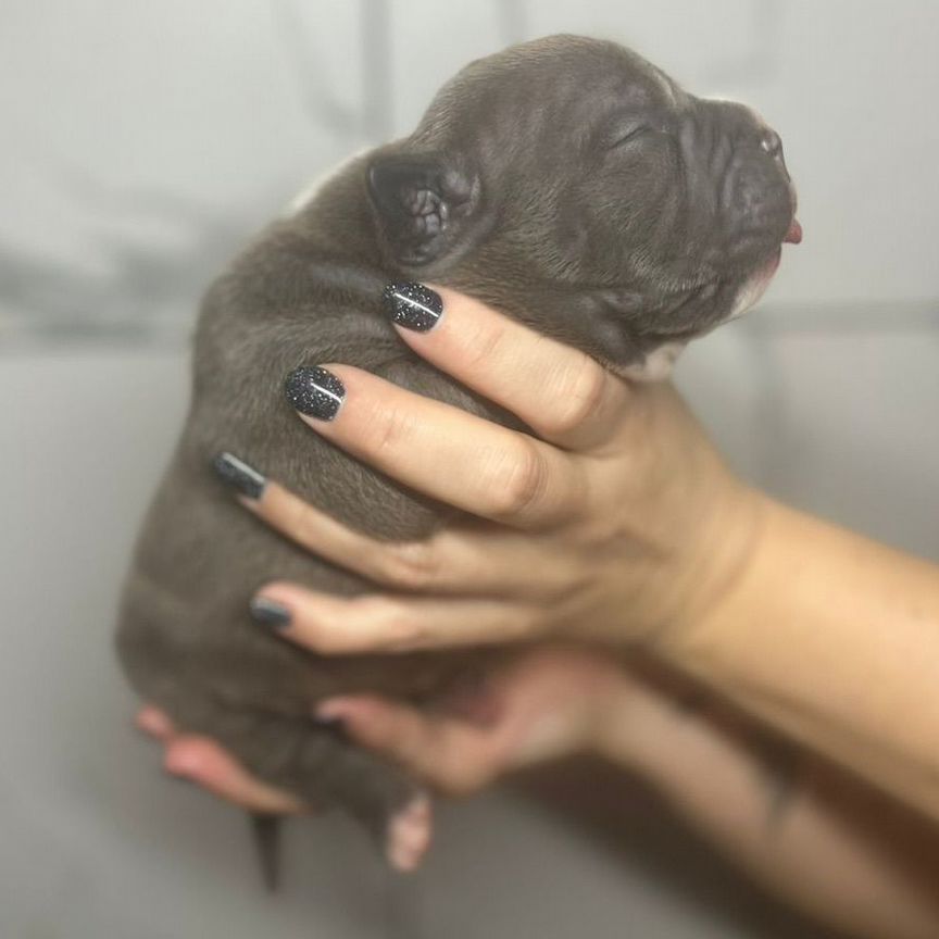 Щенки ам булли