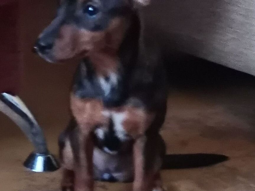 Милашка цвергпинчер