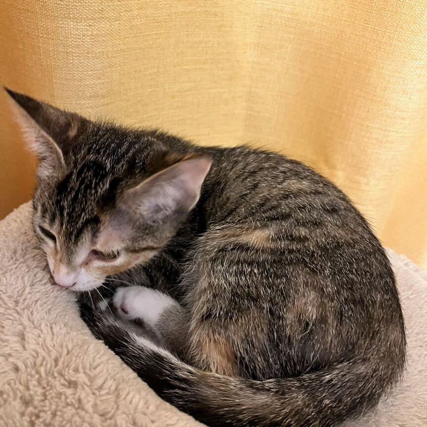 Отдам когечку в добрые руки