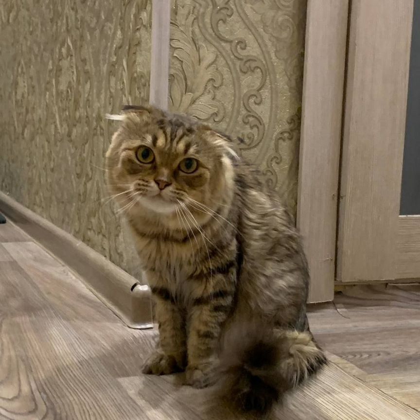 Британский вислоухий кот