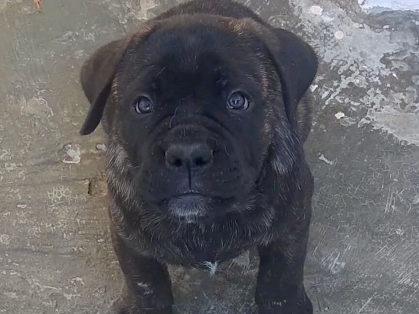 Мощная кане Корсо