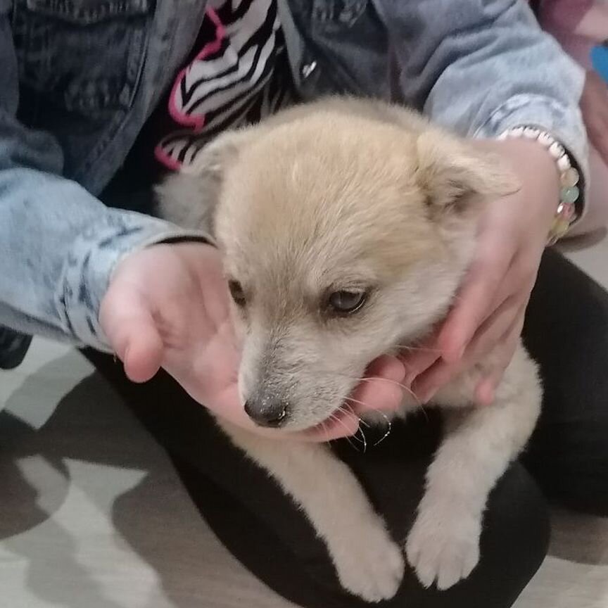 Щенок ищет дом