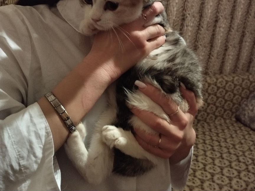 Кошки в добрые руки