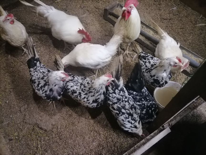 Куры леггорн Долматинец