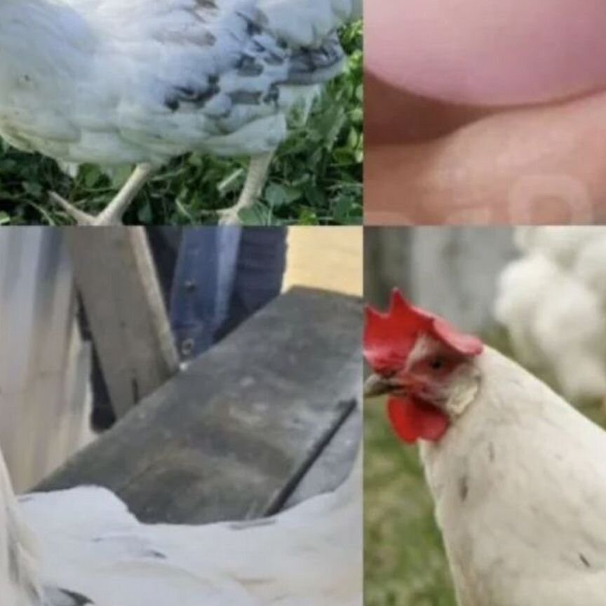 Цыплята несушек. Кучинская,Ломан,Коралл