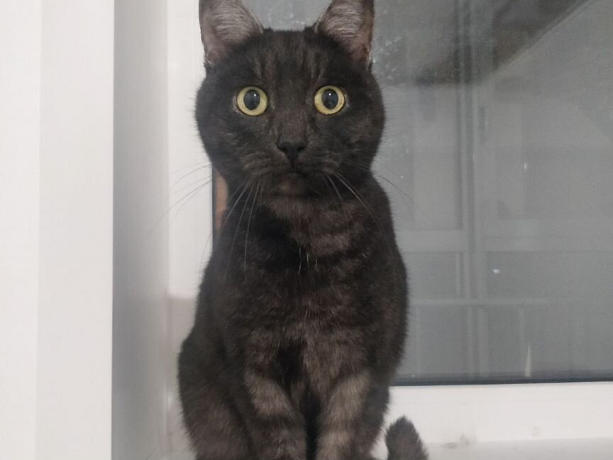 Кошка Ариша