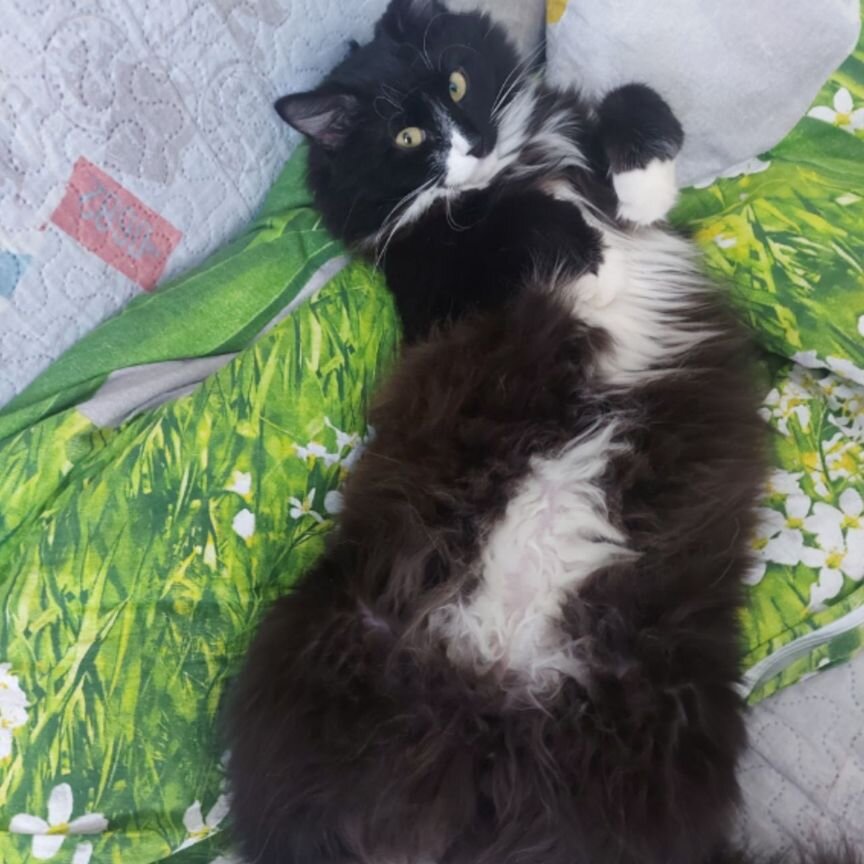 Кот в добрые руки