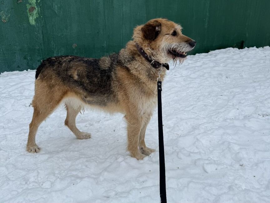 Собака в добрые руки из приюта