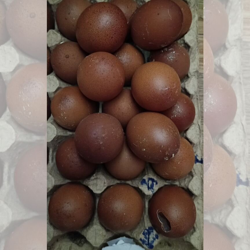 Инкубационное яйцо маран