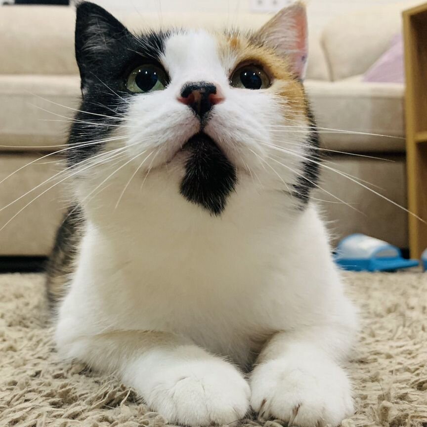 Красавица Мурка ищет семью