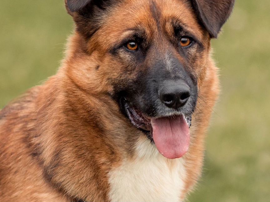 Солнечный пес в добрые руки