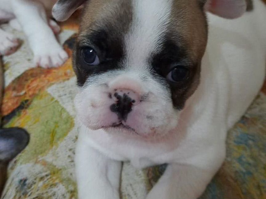 Французский бульдог