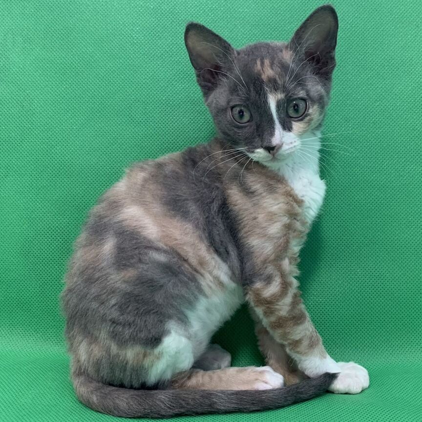 Уральский рекс котёнок