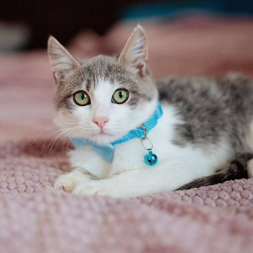 Кошки